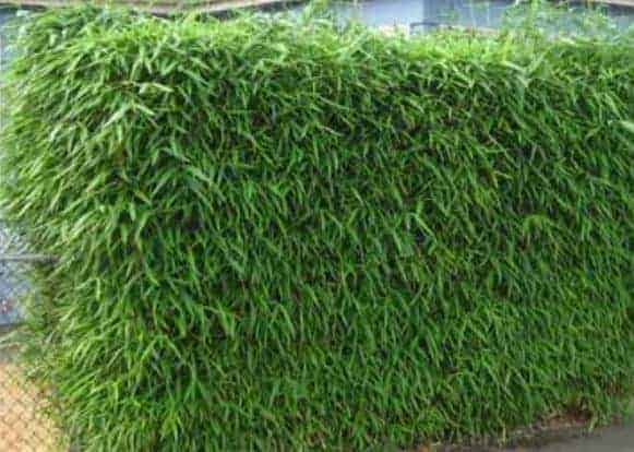 Clumping Bamboo Plants - Sydney Bamboo